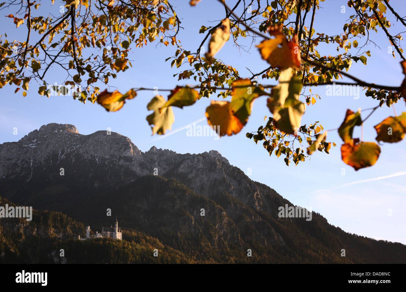 The Neuschwanstein Castle is visible behind autumn leaves near ...