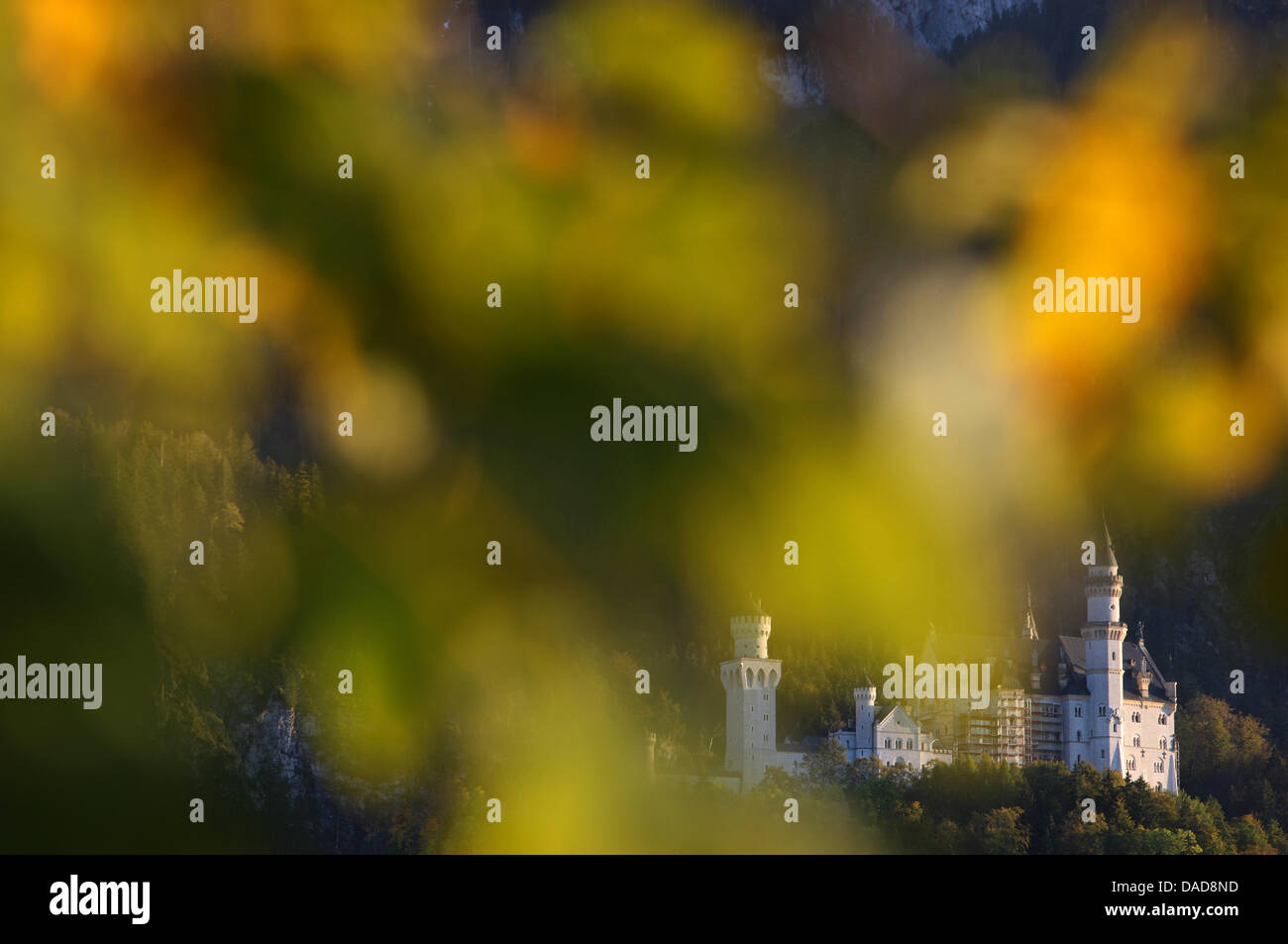 The Neuschwanstein Castle is visible behind autumn leaves near ...