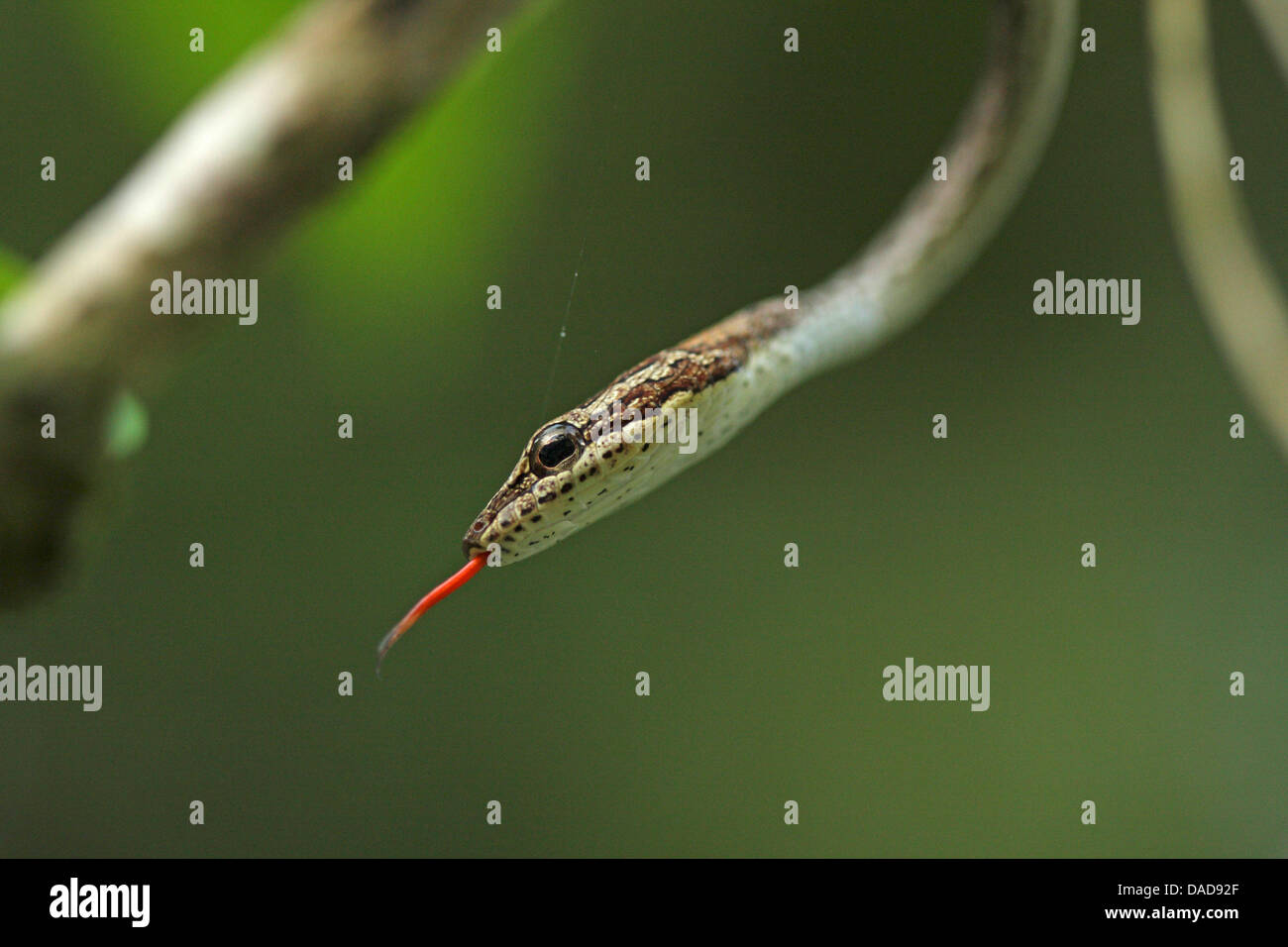 tropical Keelback Snake, portait, Malaysia, Sabah, Danum Valley Stock ...