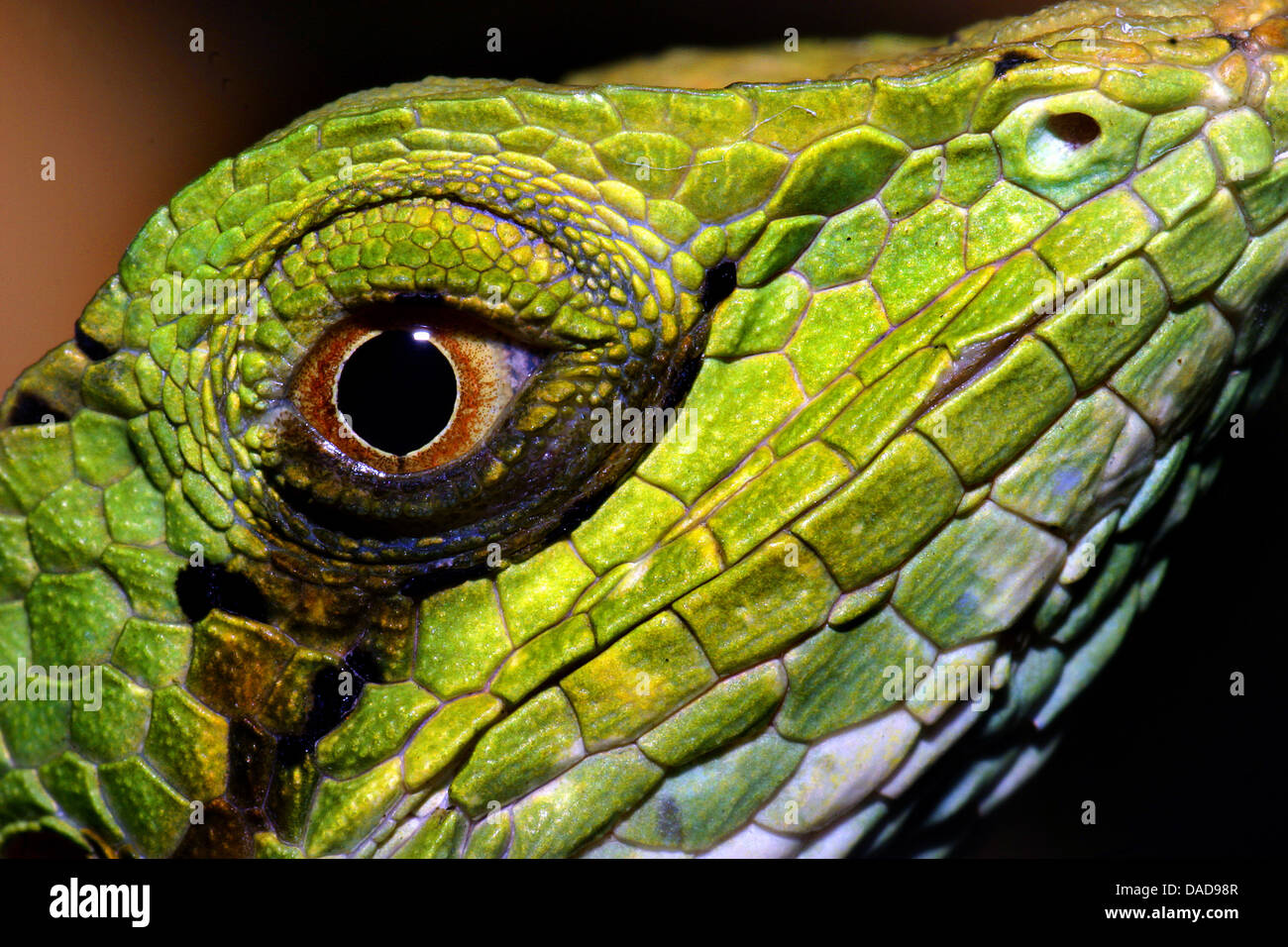 Anolis carolinensis portrait hi-res stock photography and images - Alamy