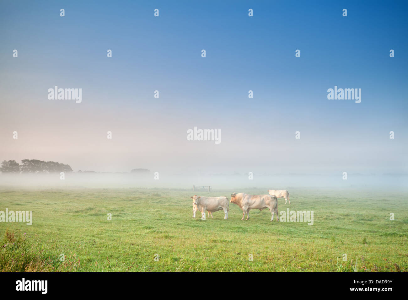 Bull at mist hi-res stock photography and images - Alamy