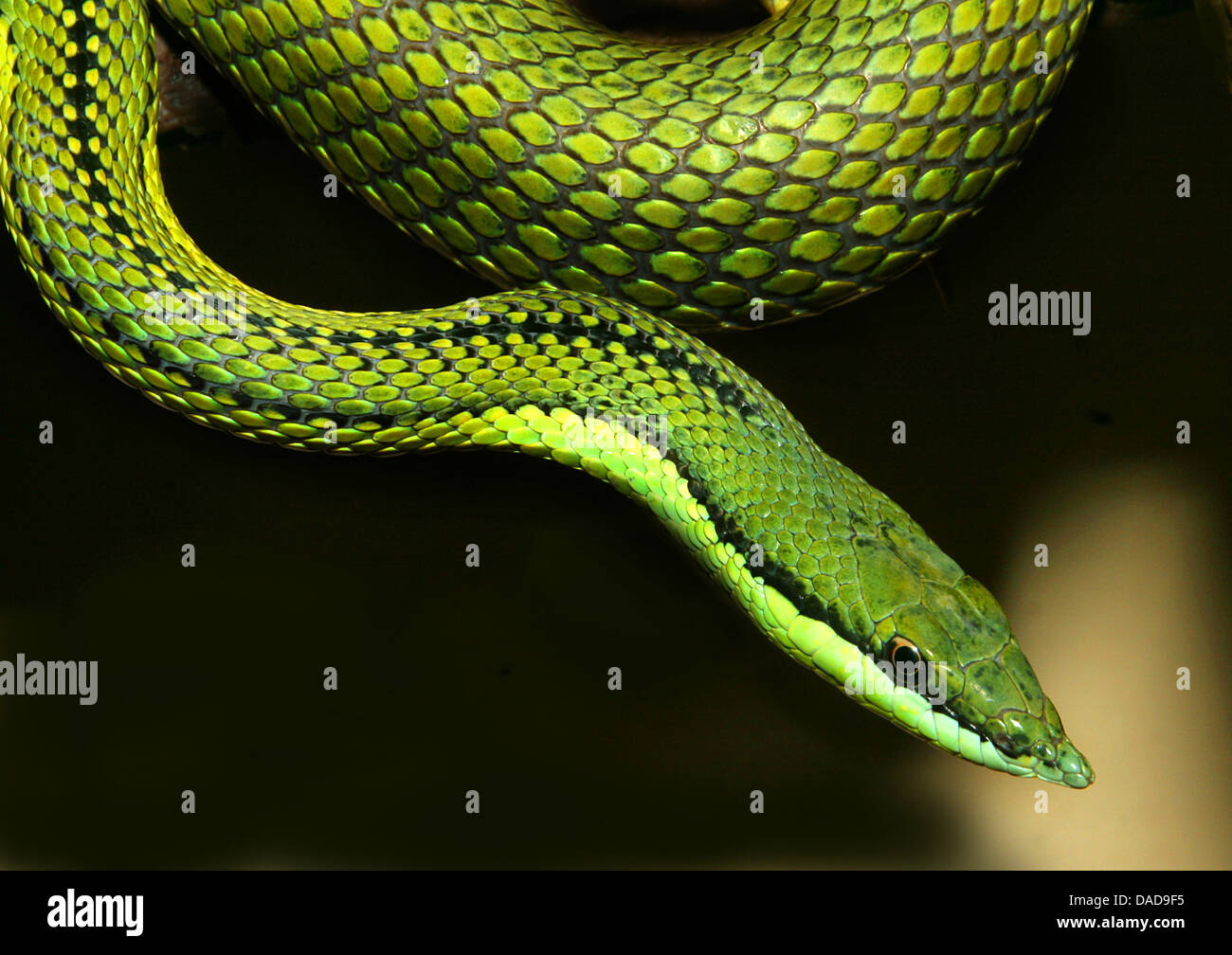 parrot snake (Leptophis diplotropis), portrait, Mexico Stock Photo - Alamy