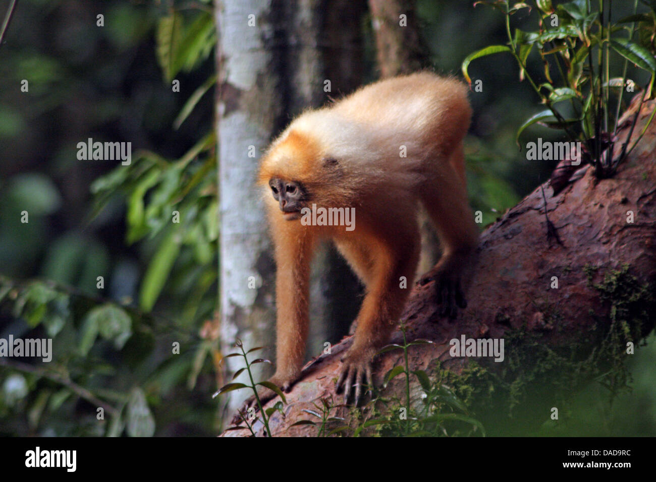 Maroon leaf monkeys hi-res stock photography and images - Alamy