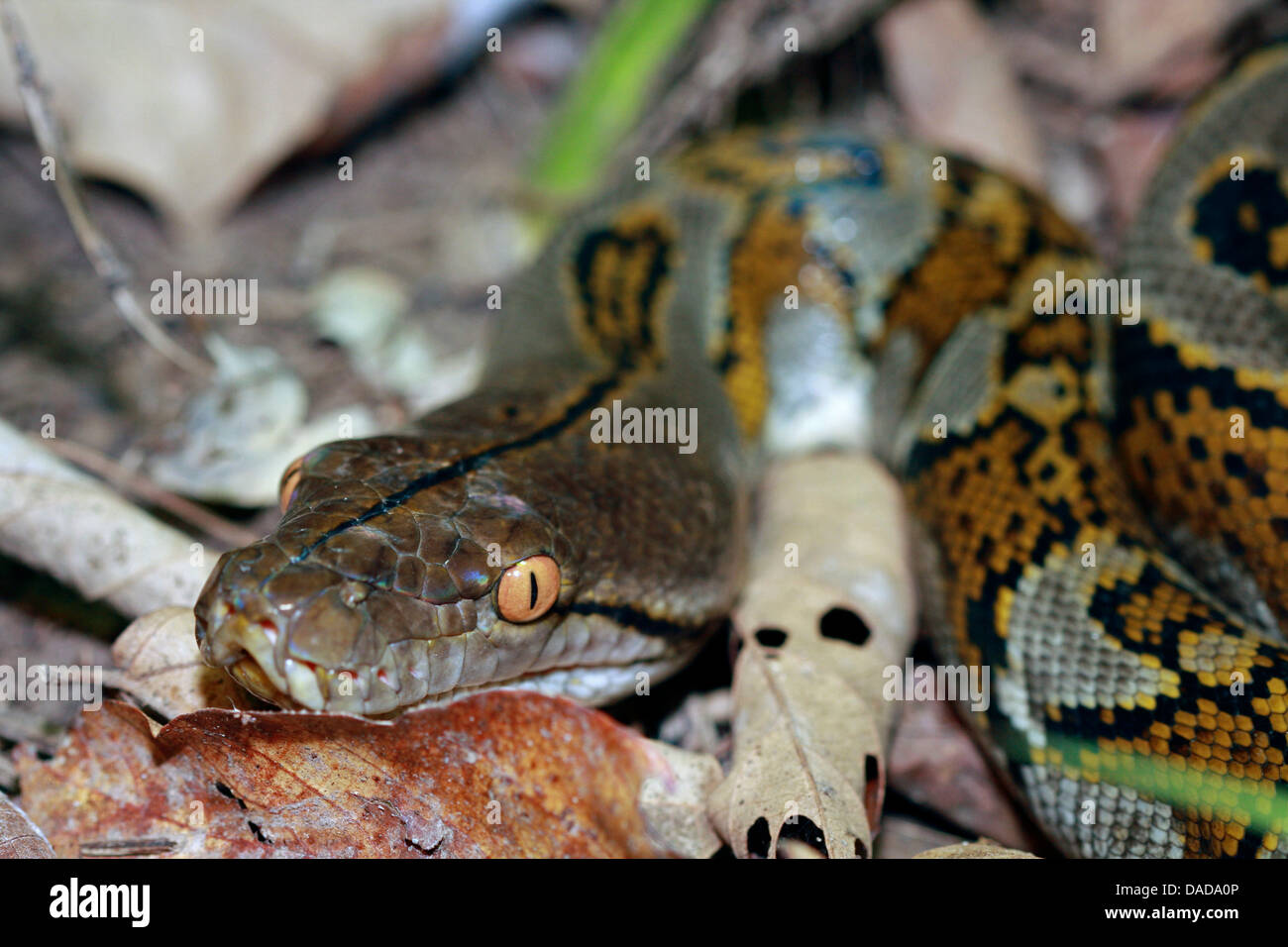Reticulated Python Diamond Python Java Rock Python Python Reticulatus Portrait Malaysia 