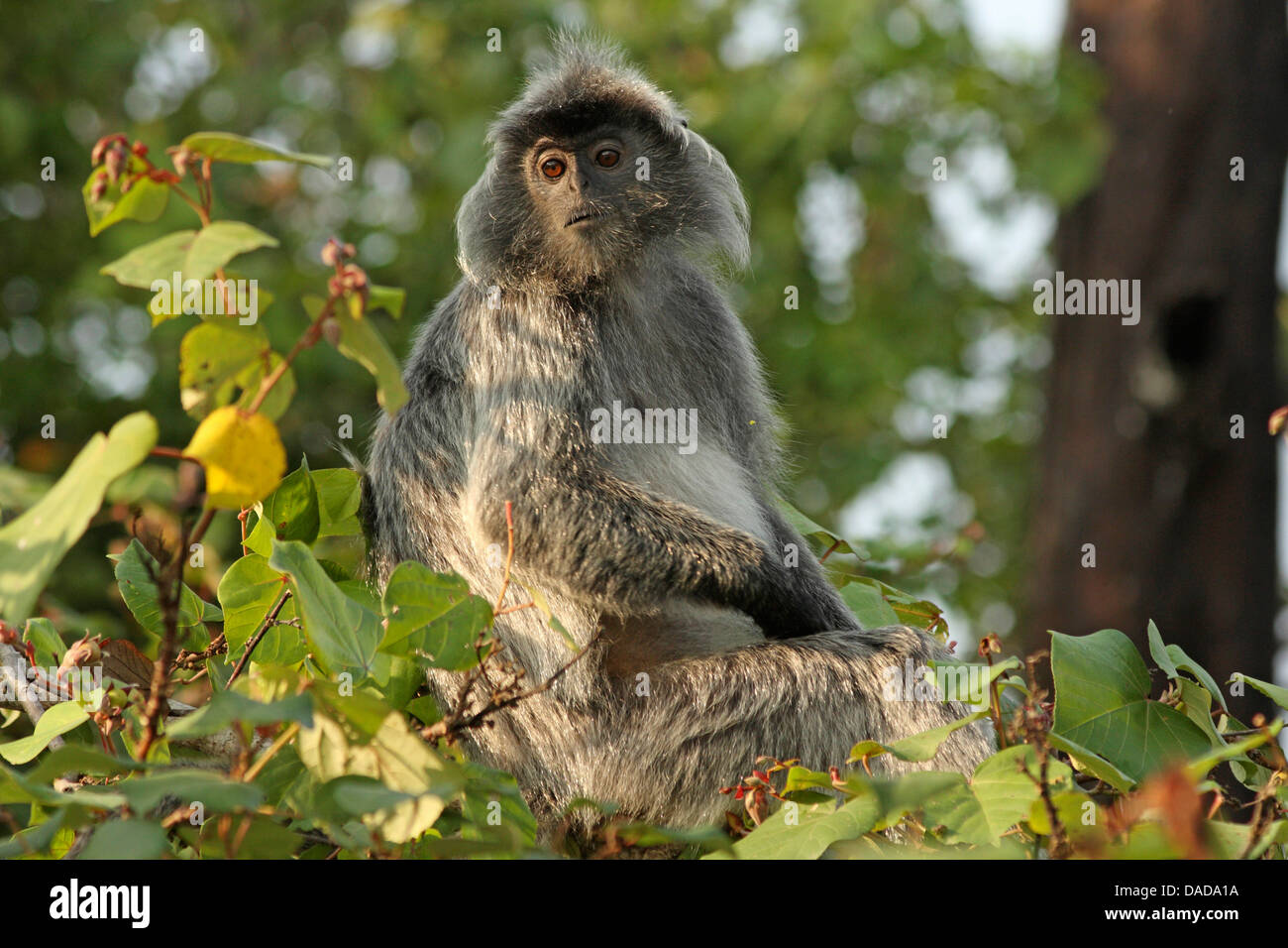 Trachypithecus cristatus portrait hi-res stock photography and images ...