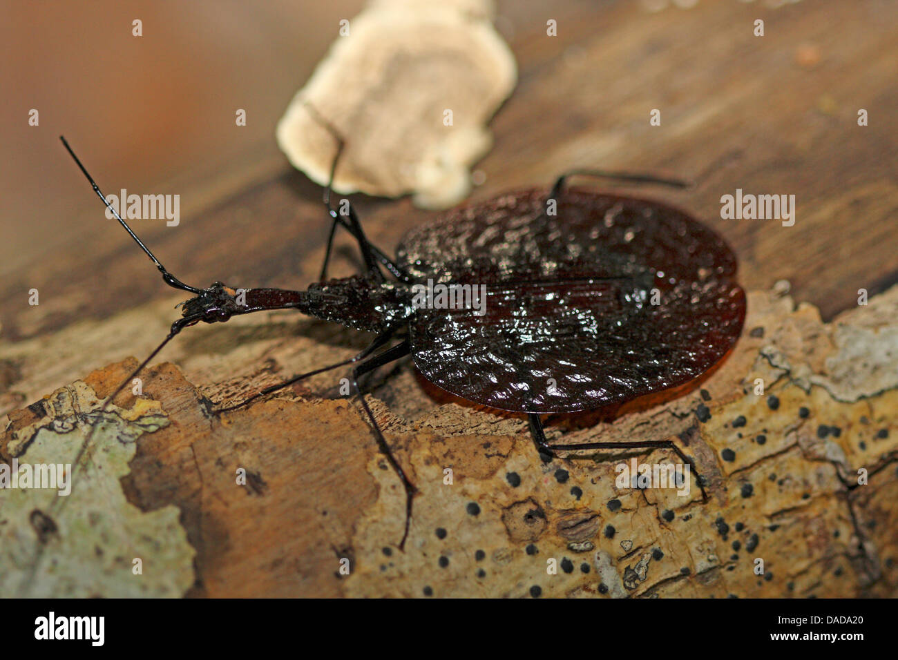 Violin beetle (Mormolyce phyllodes), sitting on a branch, Malaysia ...