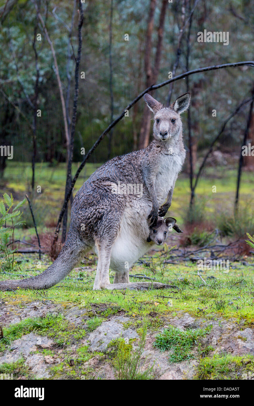 Kangaroo Standing Up