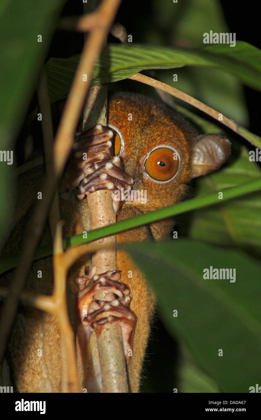 western tarsier, Horsfield's tarsier (Tarsius bancanus), peering from a ...