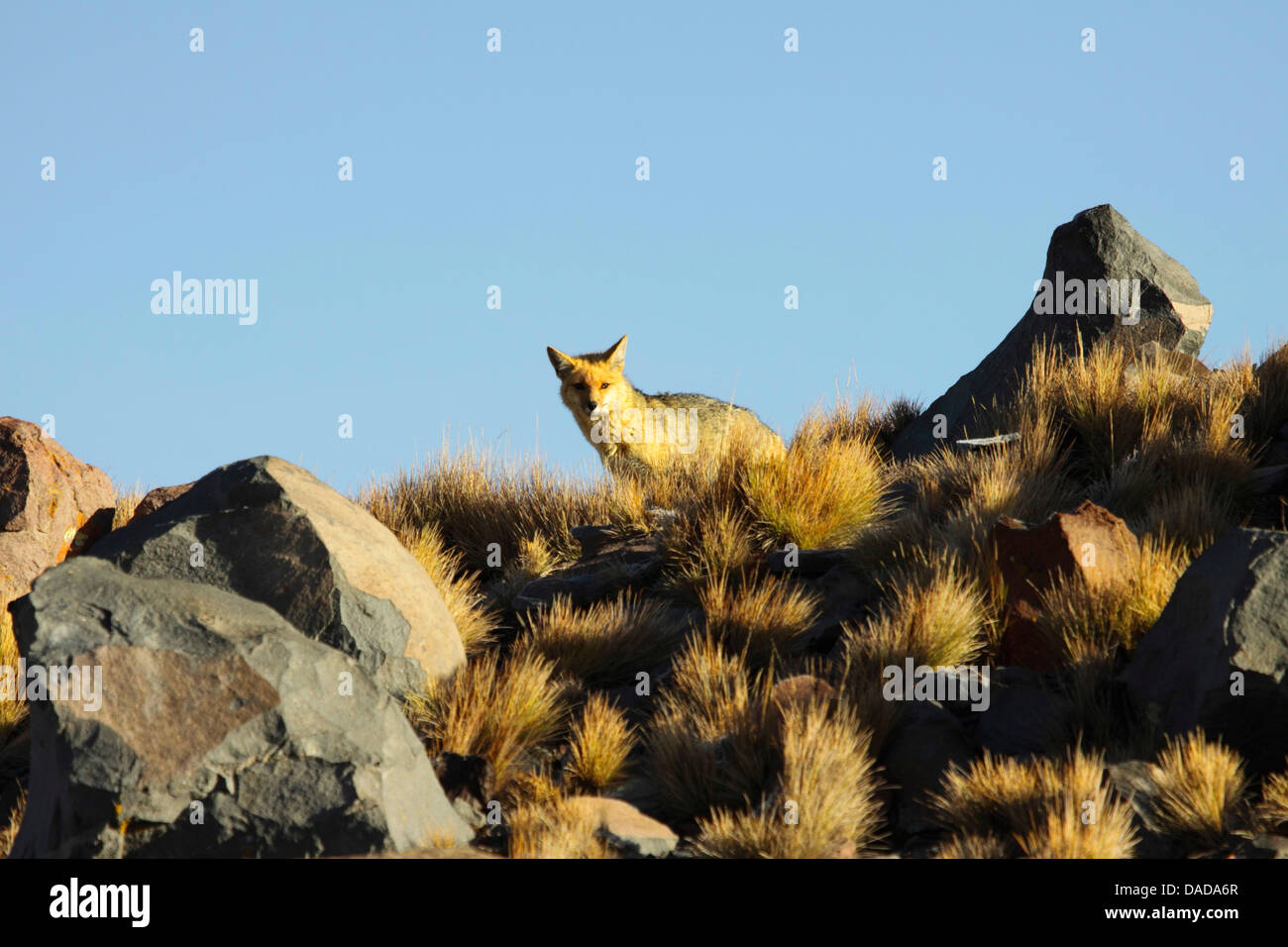 Colpeo wolf, Culpeo, Culpeo zorro, Andean fox, Andean wolf (Dusicyon ...
