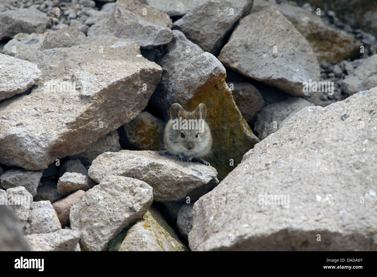 Bolivian big-eared mouse (Auliscomys boliviensis), sitting amongst ...