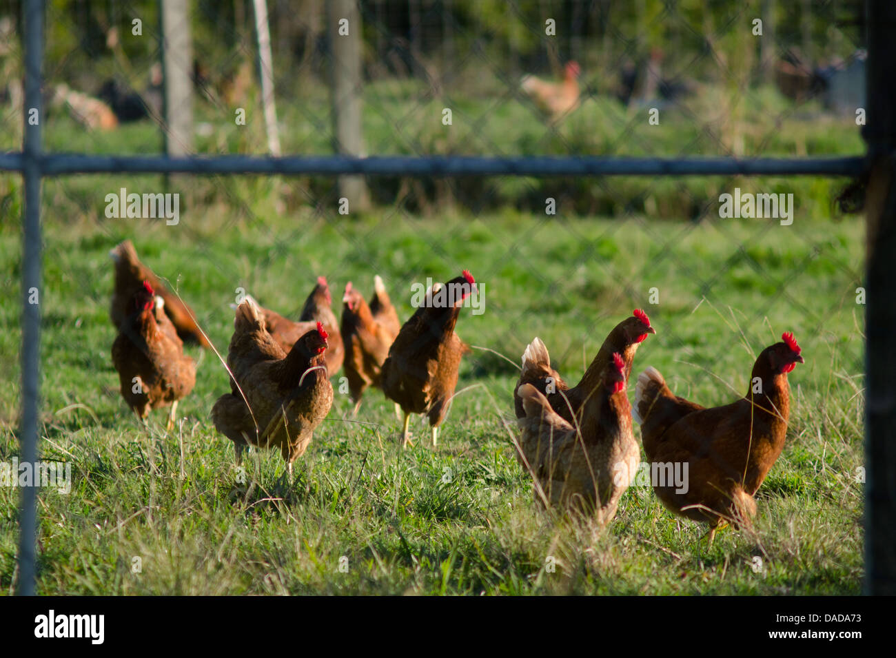 Hen Laying Egg High Resolution Stock Photography and Images - Alamy