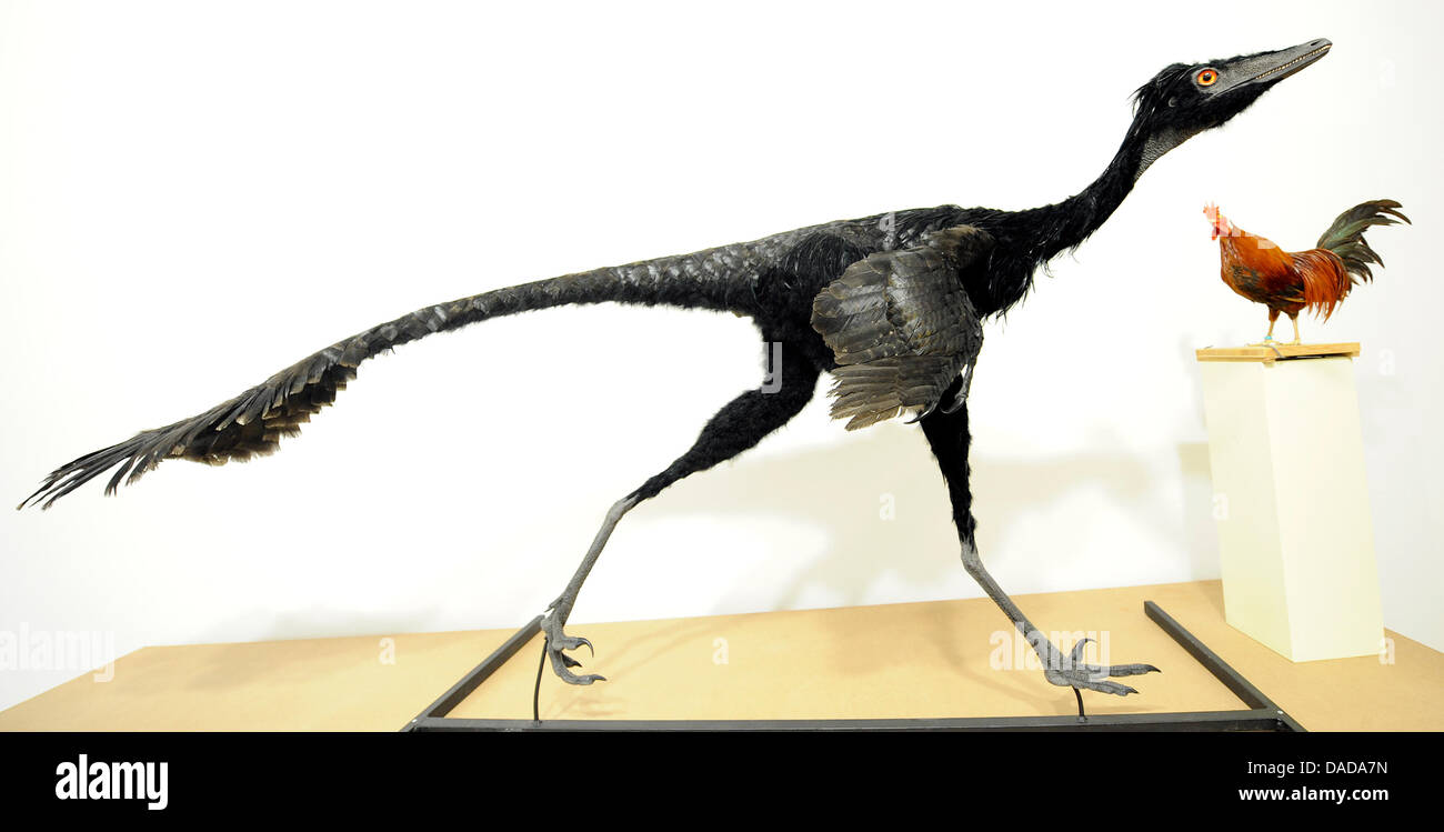 Raptor feathers dinosaur hi-res stock photography and images - Alamy