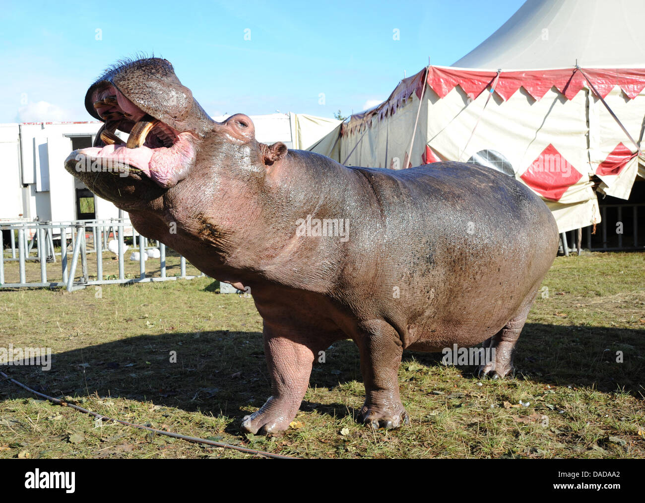 Hippopotamus "Jedi" is fed by a keeper next to the Voyage Circus in ...