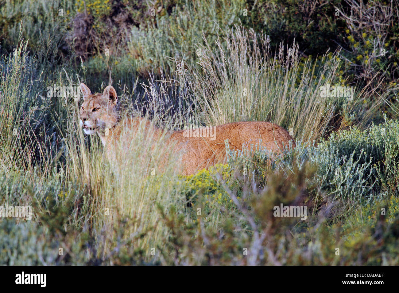 Puma, Mountain lion, Cougar (Puma concolor, Profelis concolor, Felis ...