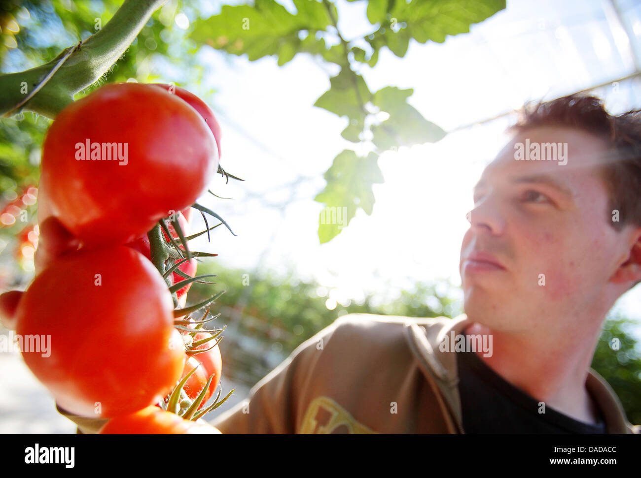 An employee inspects tomatoe plants in a greenhouse in Grevenbroich ...