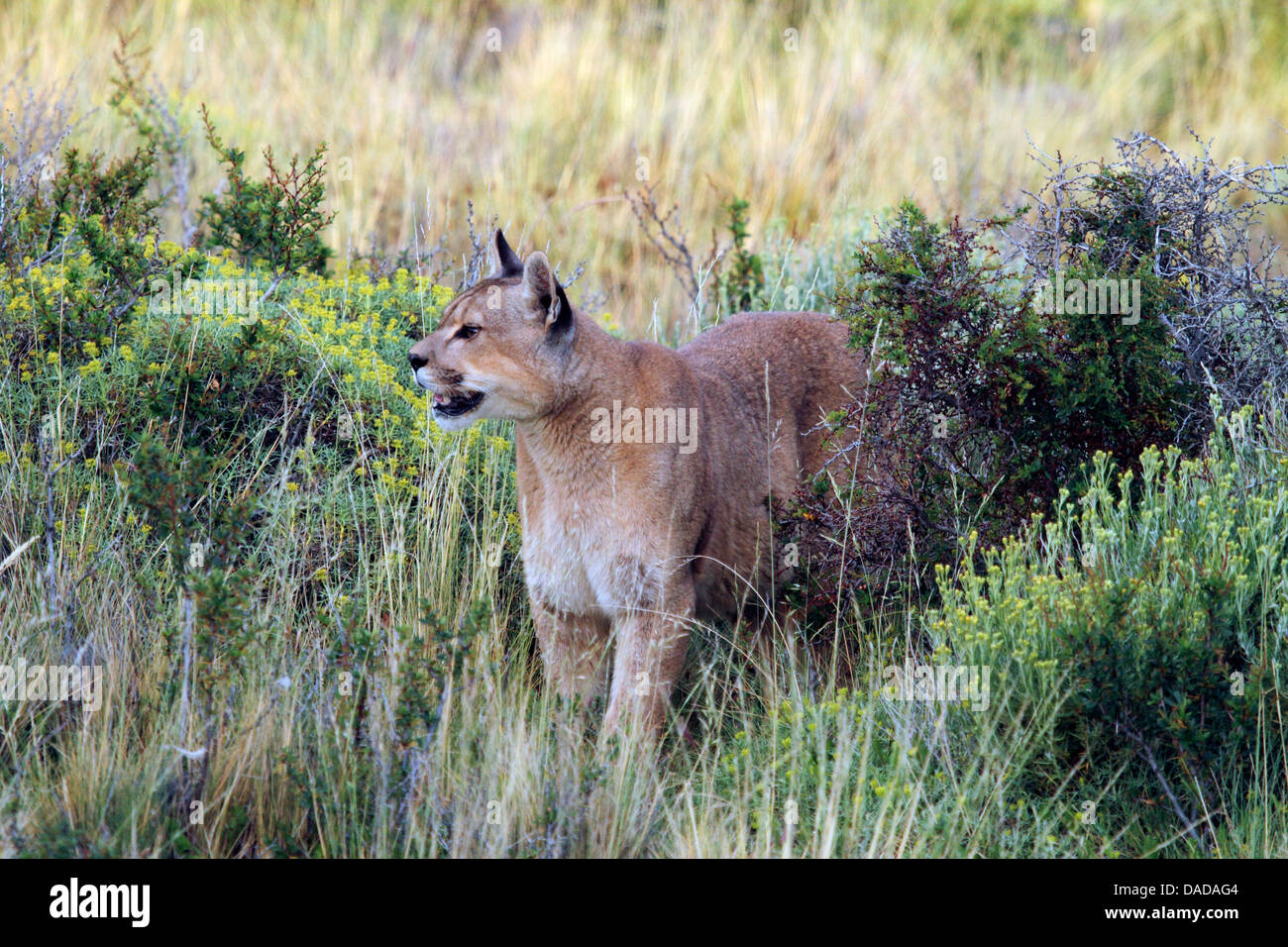 Puma, Mountain lion, Cougar (Puma concolor, Profelis concolor, Felis ...