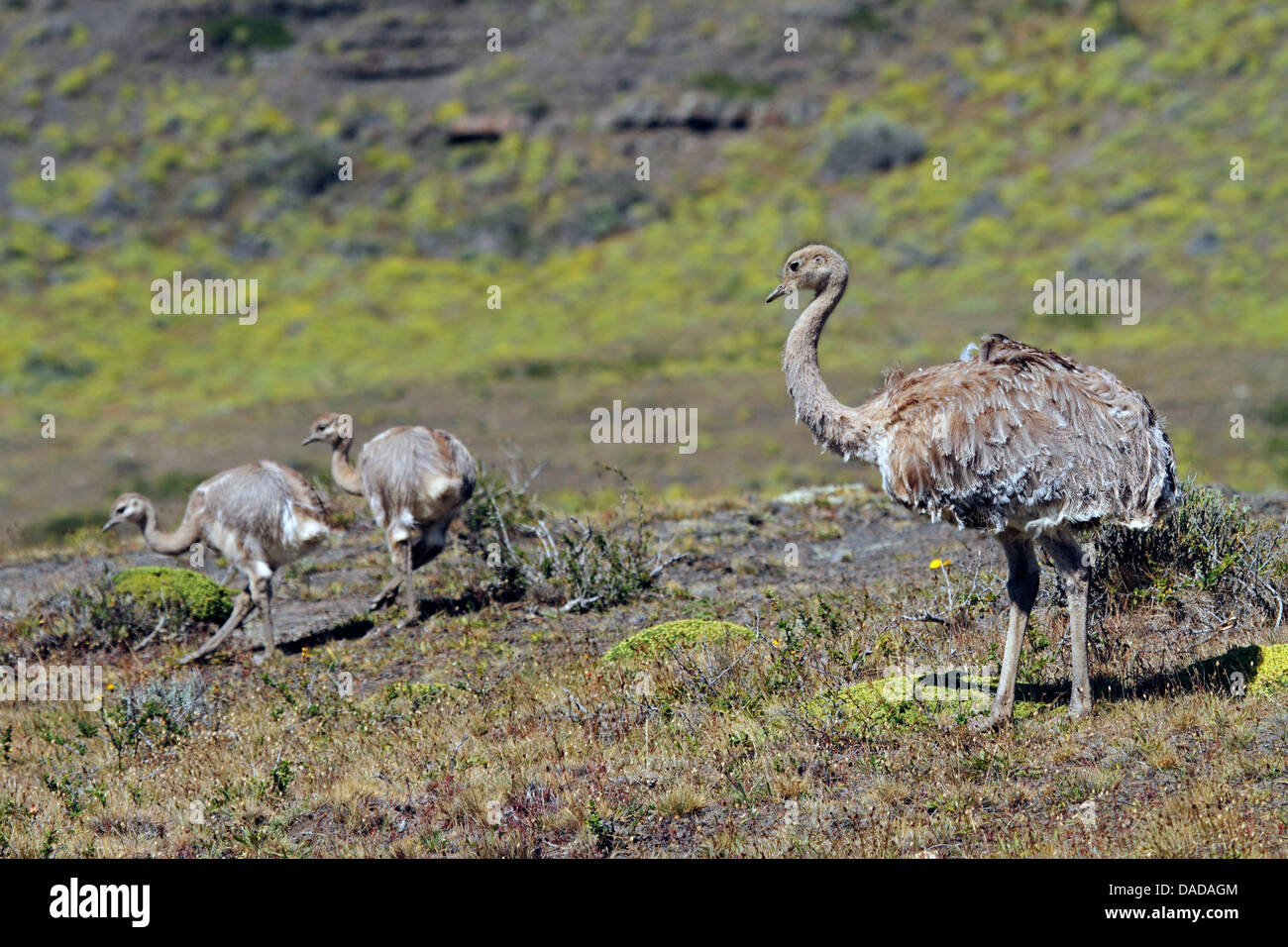Darwin's rhea, Lesser rhea (Pterocnemia pennata), adult with squeakers ...