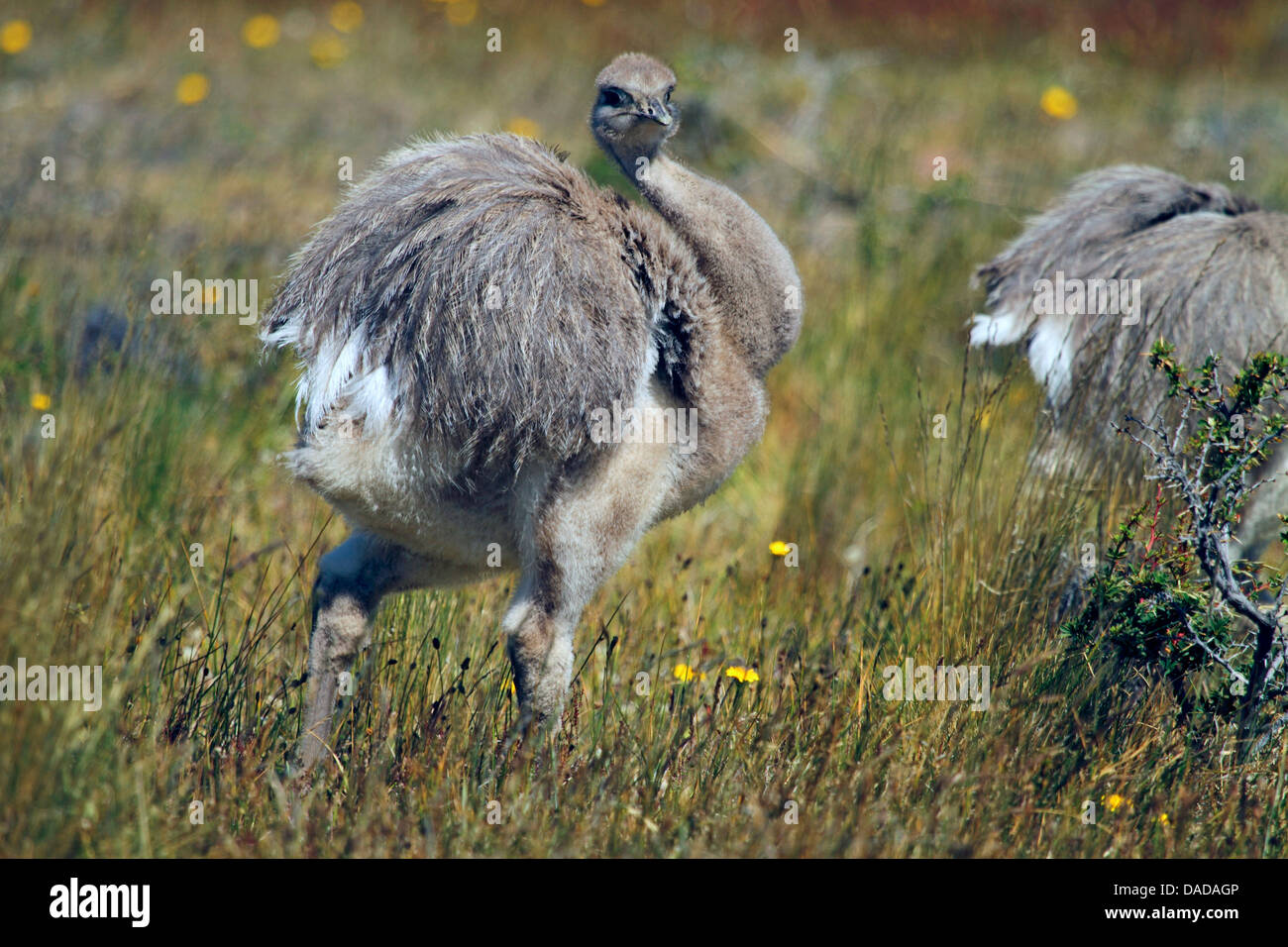 Lesser rhea hi-res stock photography and images - Alamy