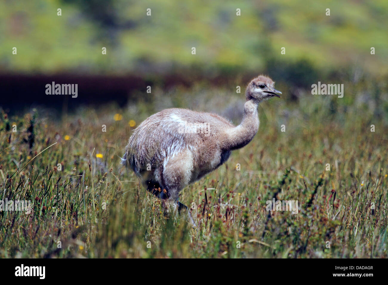 Lesser rhea hi-res stock photography and images - Alamy