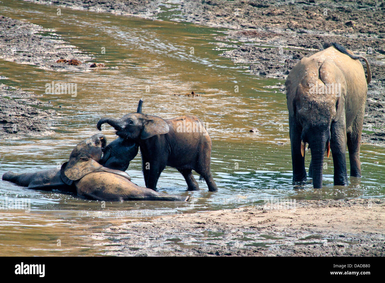 Loxodonta cyclotis baby hi-res stock photography and images - Alamy