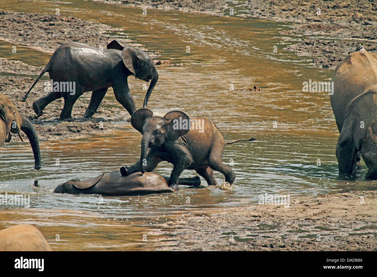 Baby elephants playing hi-res stock photography and images - Alamy