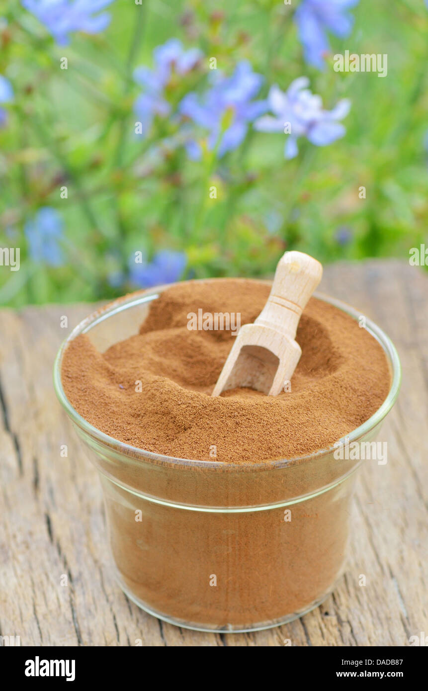 details of chicory powder shoot in nature Stock Photo - Alamy