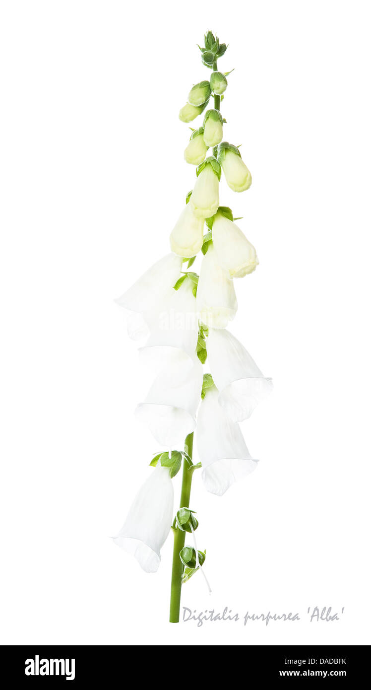 Digitalis Purpurea Alba