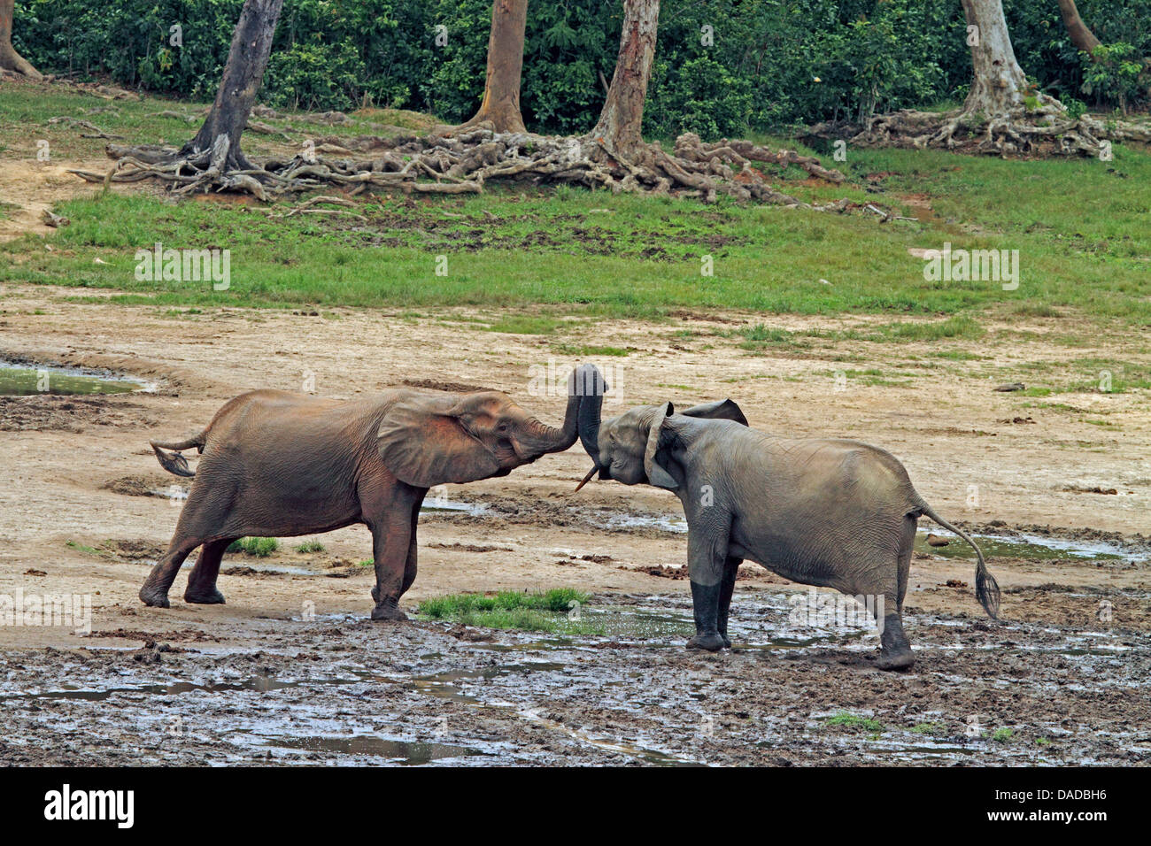 African Elephant Touching High Resolution Stock Photography and Images ...