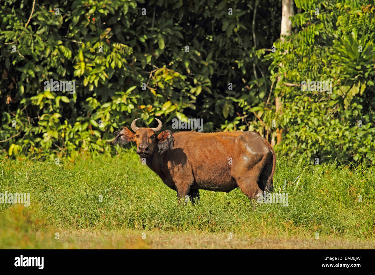 Forest buffalo, Bushcow (Syncerus caffer nanus, Syncerus nanus), on a ...