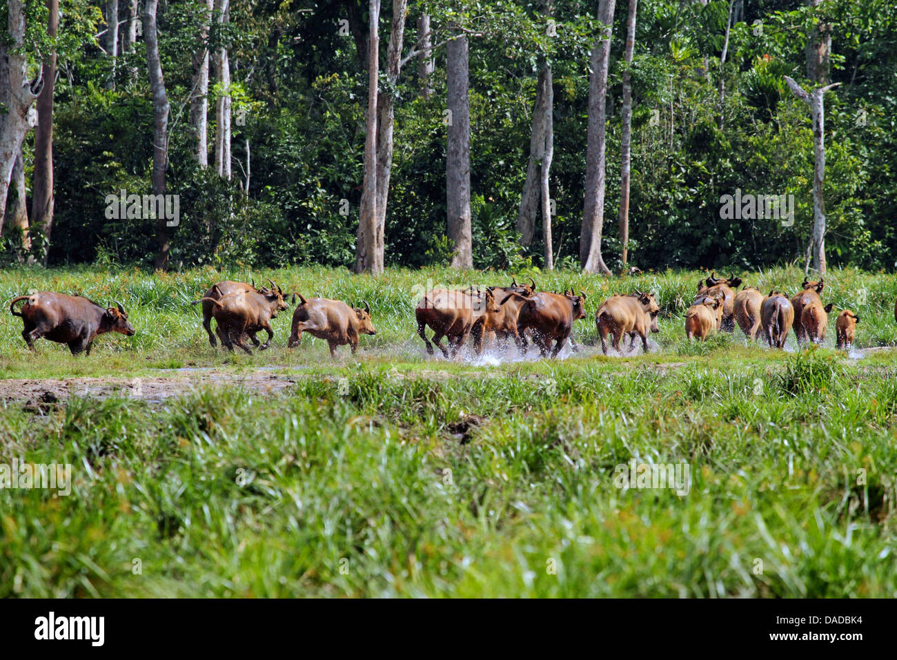 Forest buffalo, Bushcow (Syncerus caffer nanus, Syncerus nanus ...