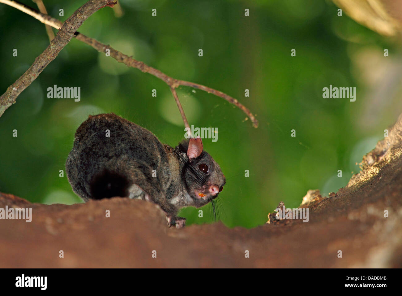 Lord Derby's Anomalure, Scaly-tailes squirrel (Anomalurus derbianus ...