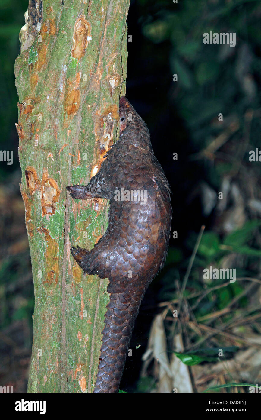 Tree Pangolin Climbing