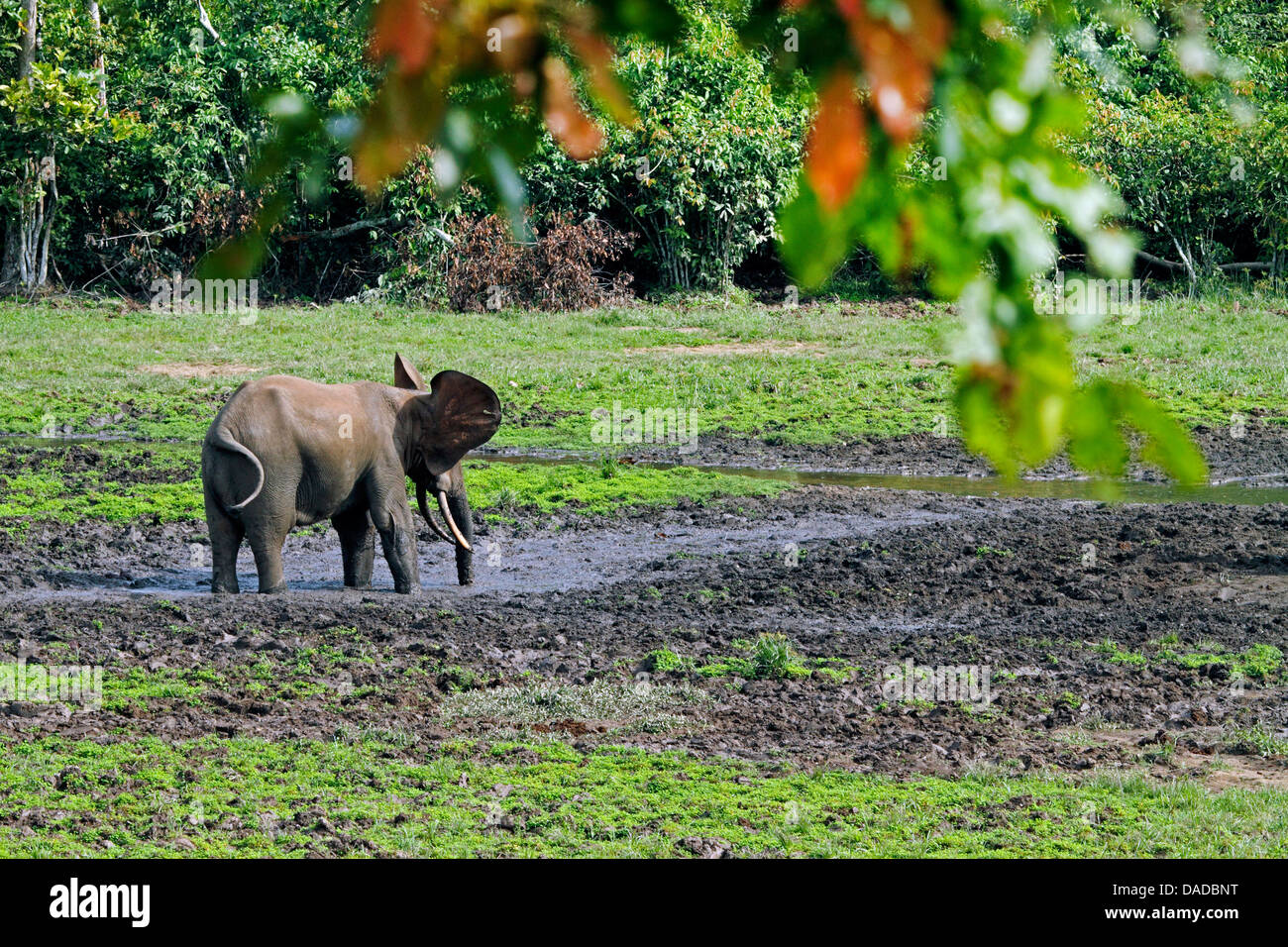 Fanning with its ears hi-res stock photography and images - Alamy