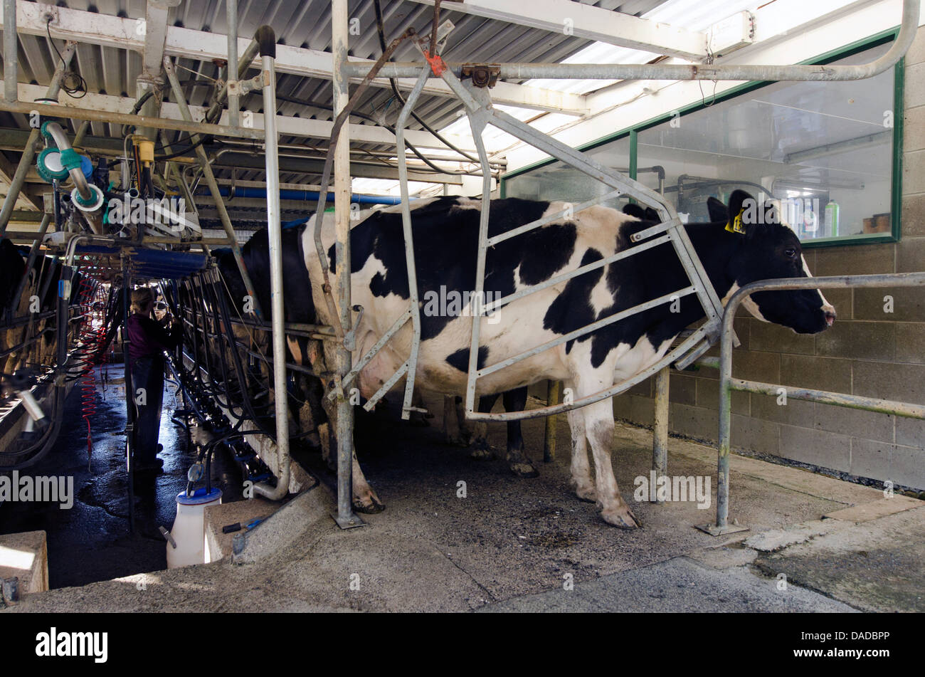 Milking Factory High Resolution Stock Photography and Images - Alamy