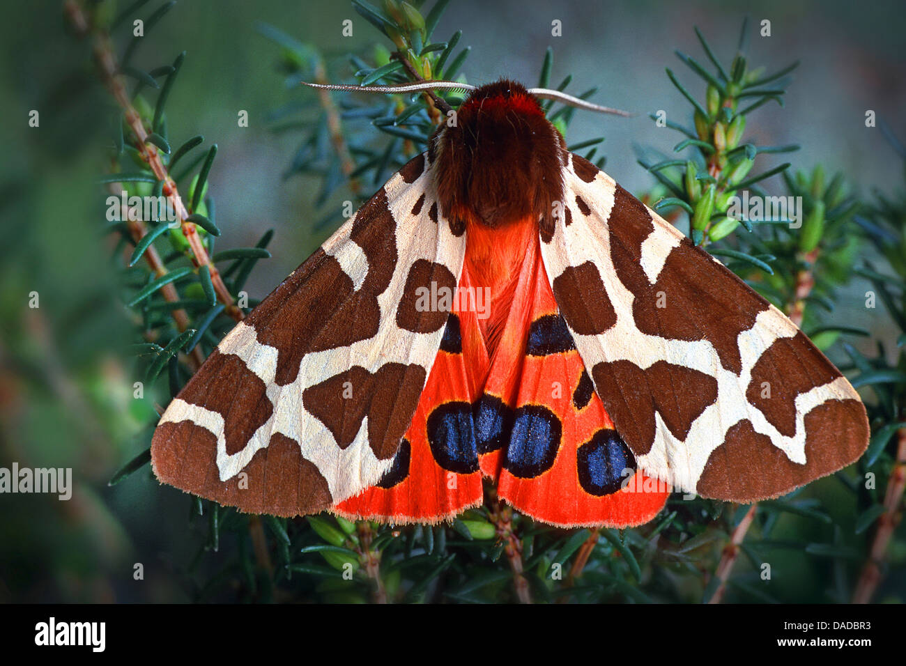 Garden tiger moth (Arctia caja), sitting on a plant, Germany Stock ...