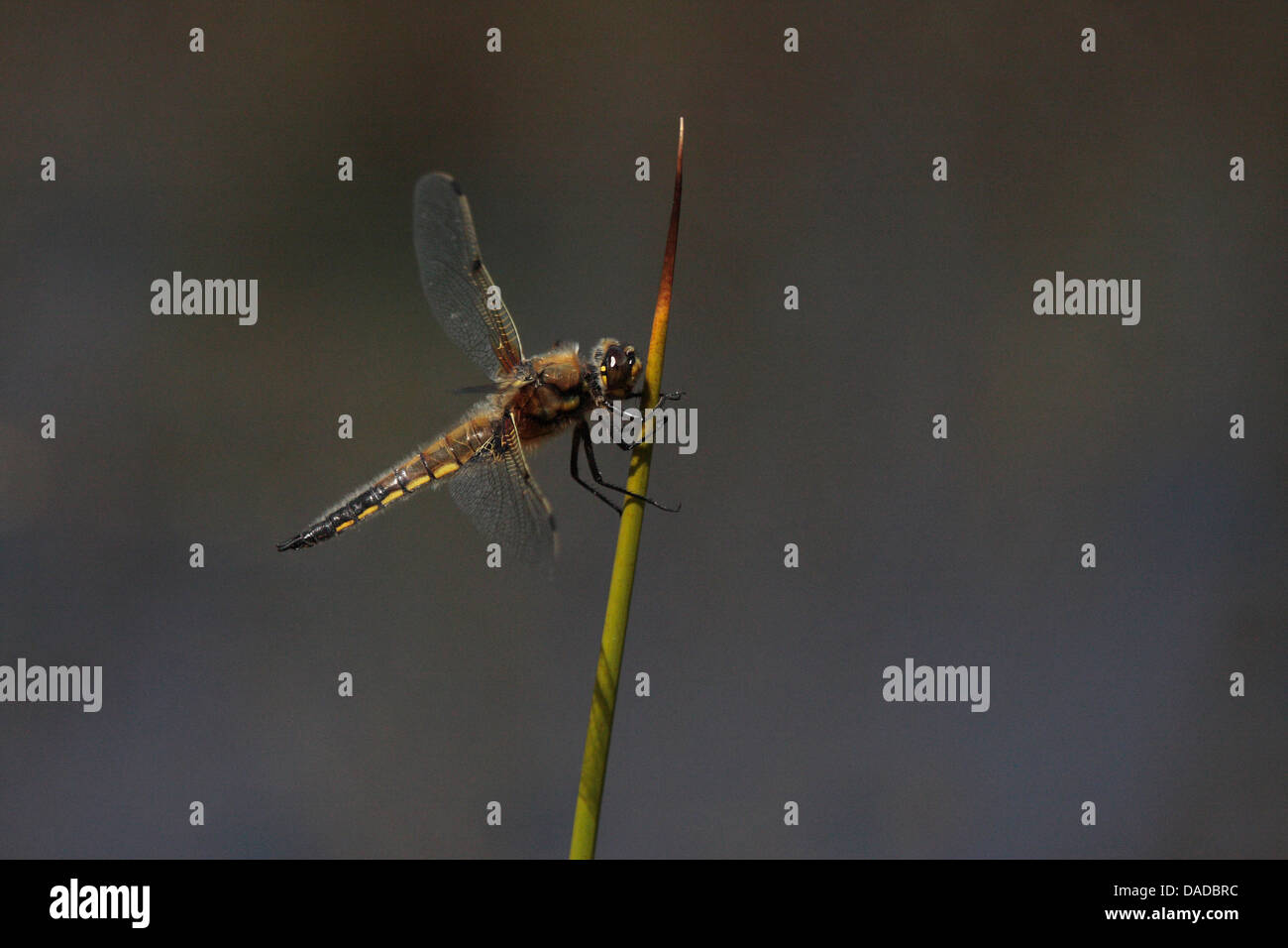 Four Spotted Chaser Dragonfly Stock Photo - Alamy