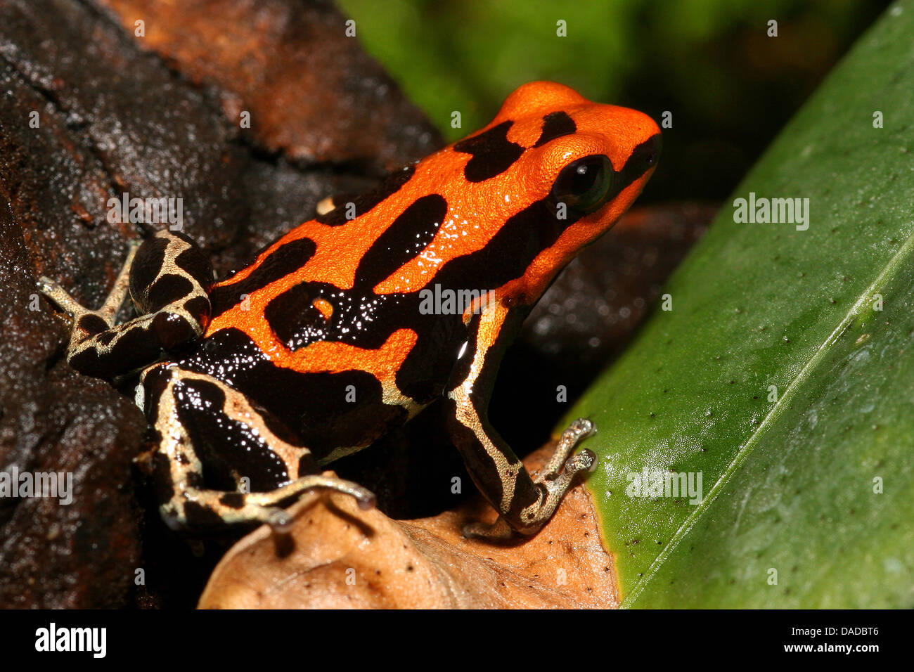 Poison frog phyllobates spec hi-res stock photography and images - Alamy