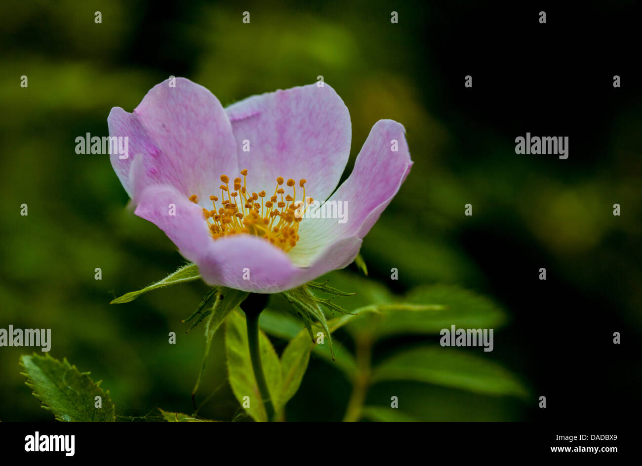 Delicate Dog Rose (Rosa canina) in bloom, showing soft pink petals and ...