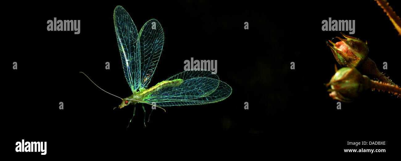 common green lacewing (Chrysoperla carnea, Chrysopa carnea, Anisochrysa ...