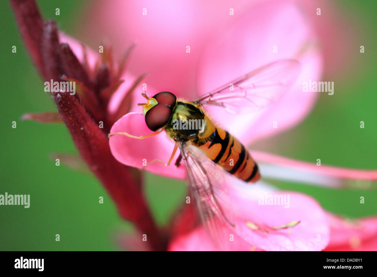 Marmalade hoverfly (Episyrphus balteatus), sitting on a pink flower ...