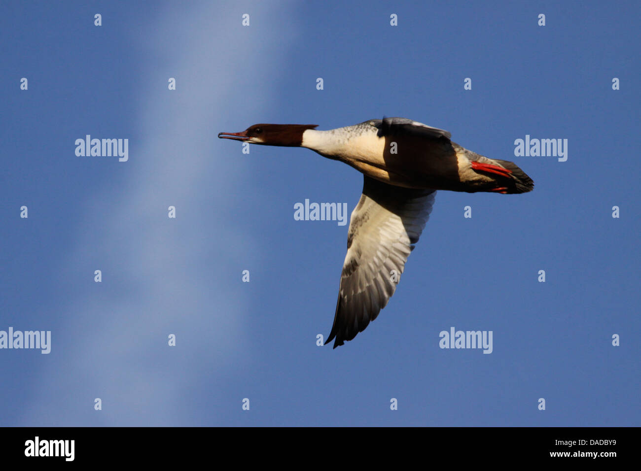 goosander (Mergus merganser), flying, Germany Stock Photo - Alamy