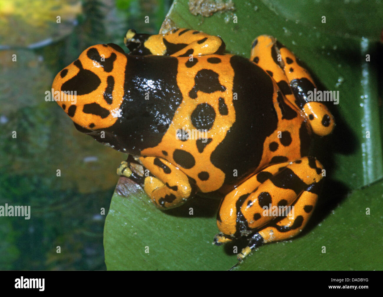 yellow-banded poison dart frog, yellow banded poison frog, bumble bee ...