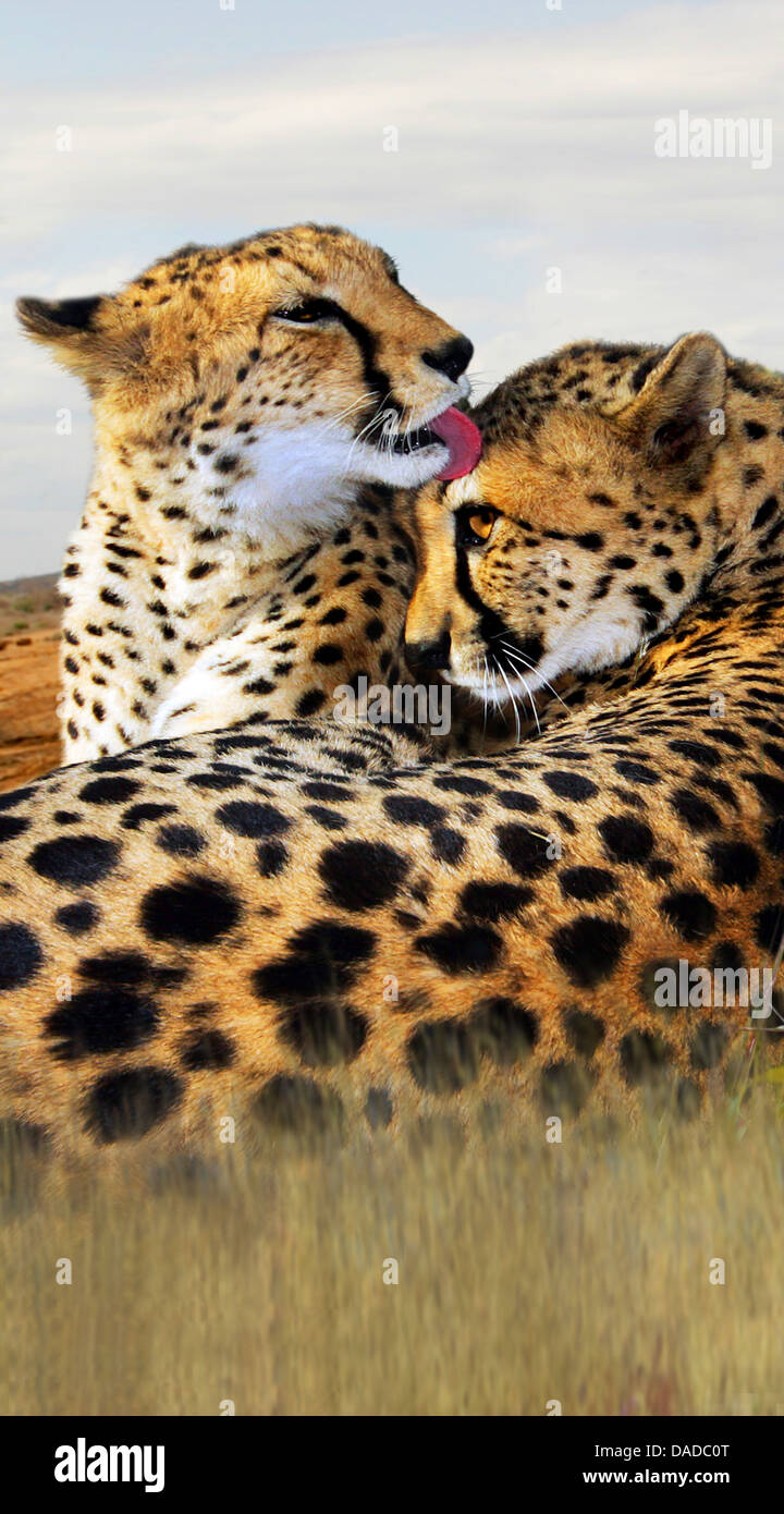 Female smooching with hi-res stock photography and images - Alamy