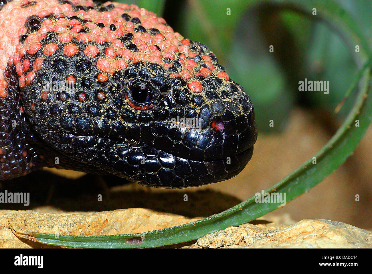 gila monster (Heloderma suspectum), portrait, Mexico Stock Photo - Alamy