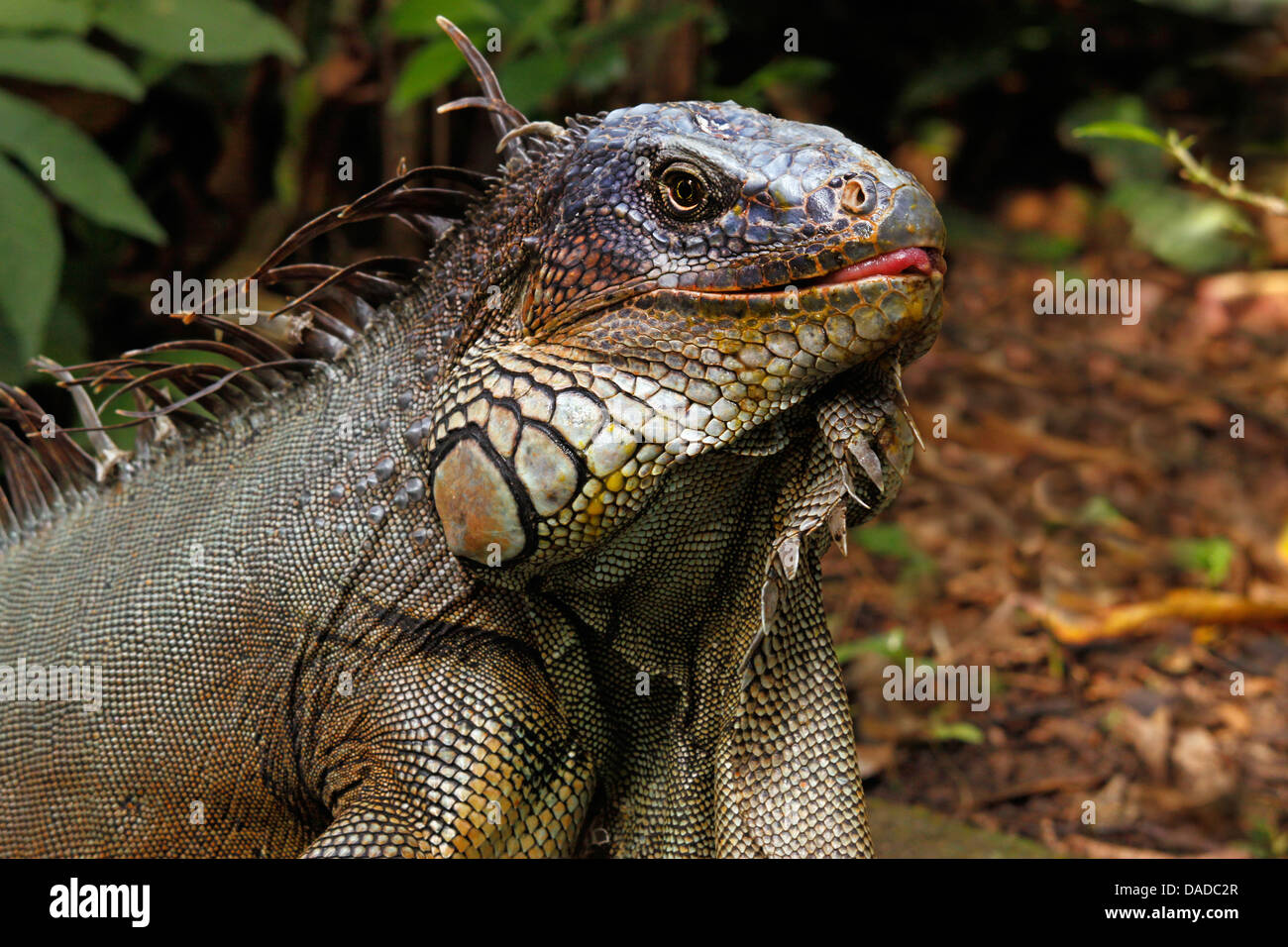 green iguana, common iguana (Iguana iguana), sticking tongue out Stock ...