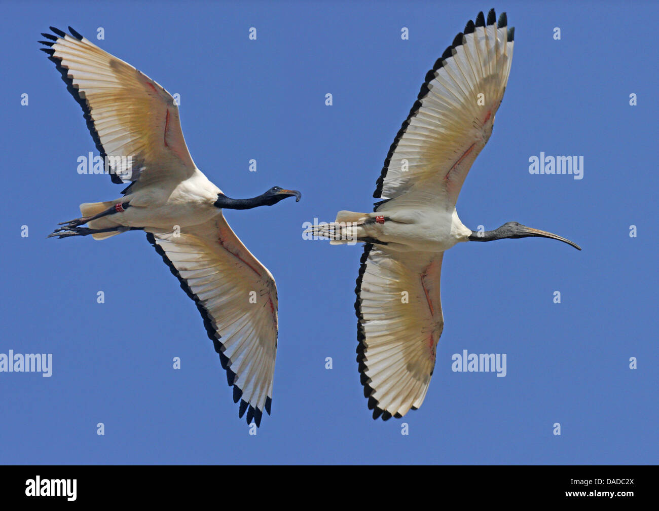sacred ibis (Threskiornis aethiopicus), two ibisis flying, Kenya, Lake ...
