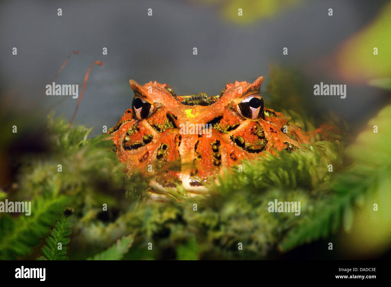Cranwell's horned frog (Ceratophrys cranwelli), portrait, French Guiana ...