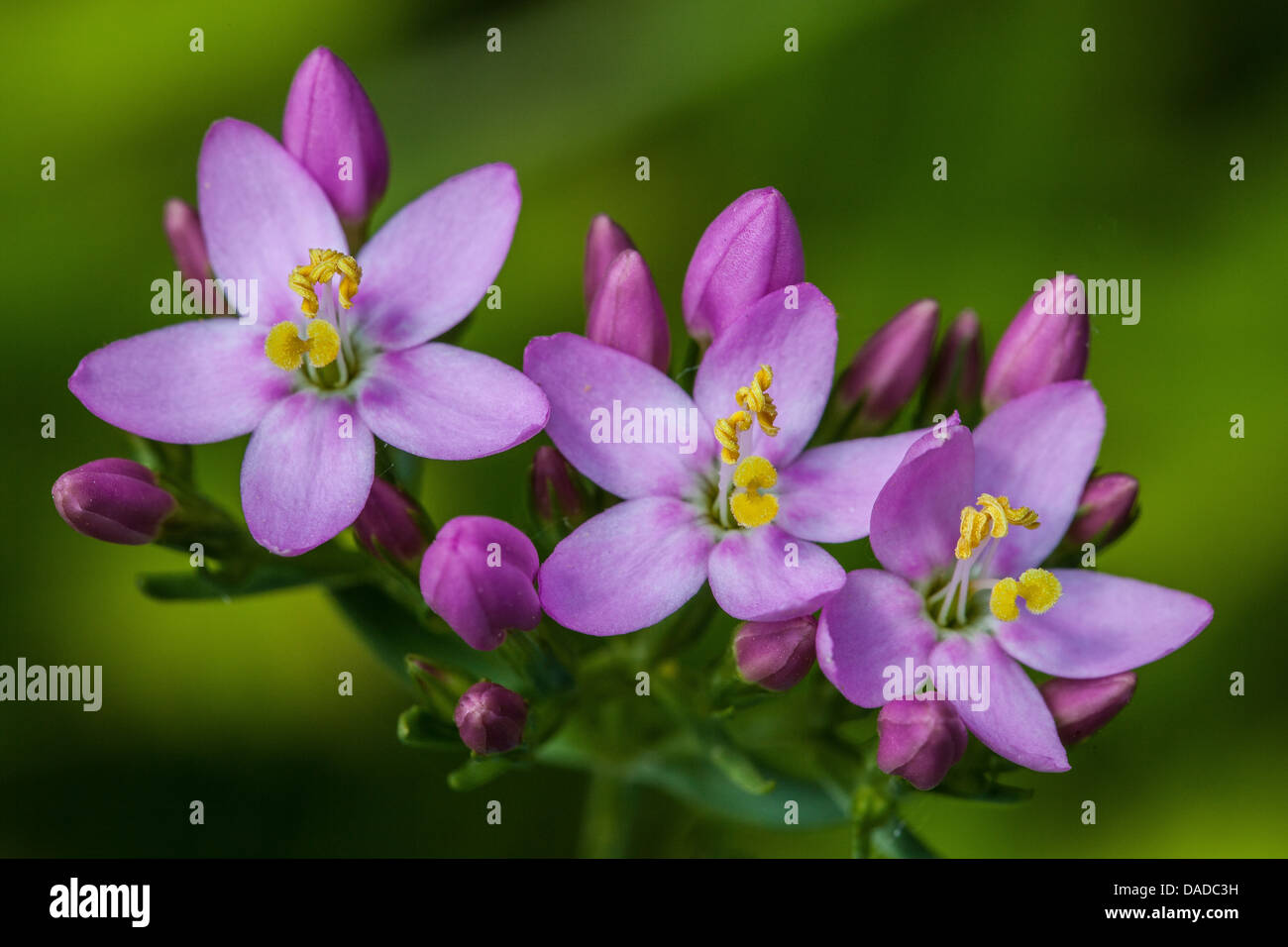 Common centaury hi-res stock photography and images - Alamy