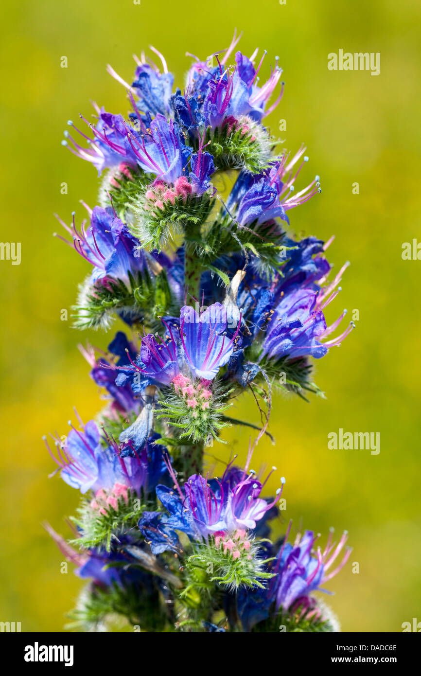 Blue spiky flowers hi-res stock photography and images - Alamy