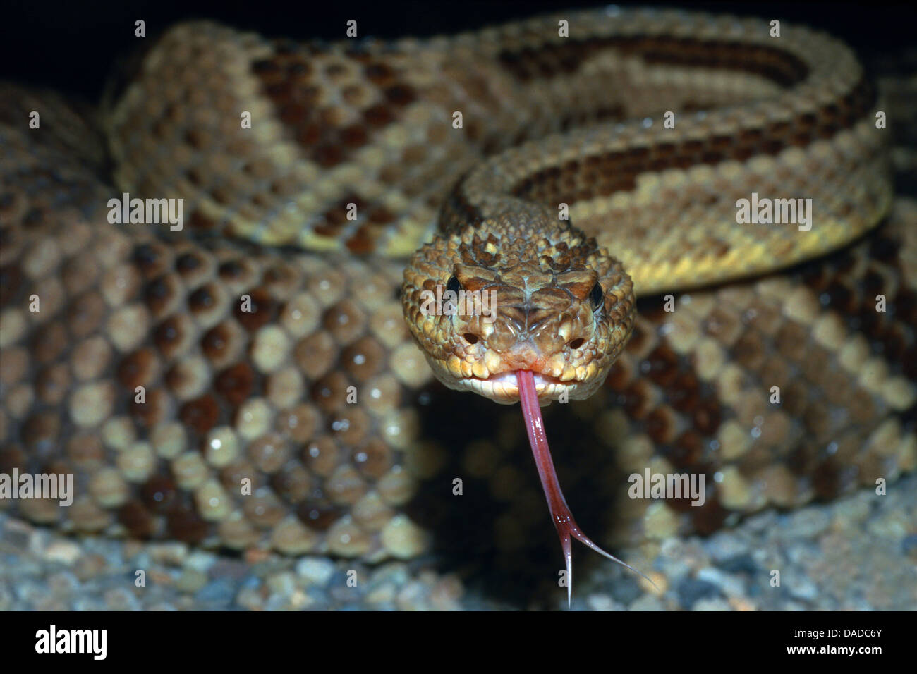 neotropical rattlesnake, cascabel (Crotalus durissus, Crotalus ...